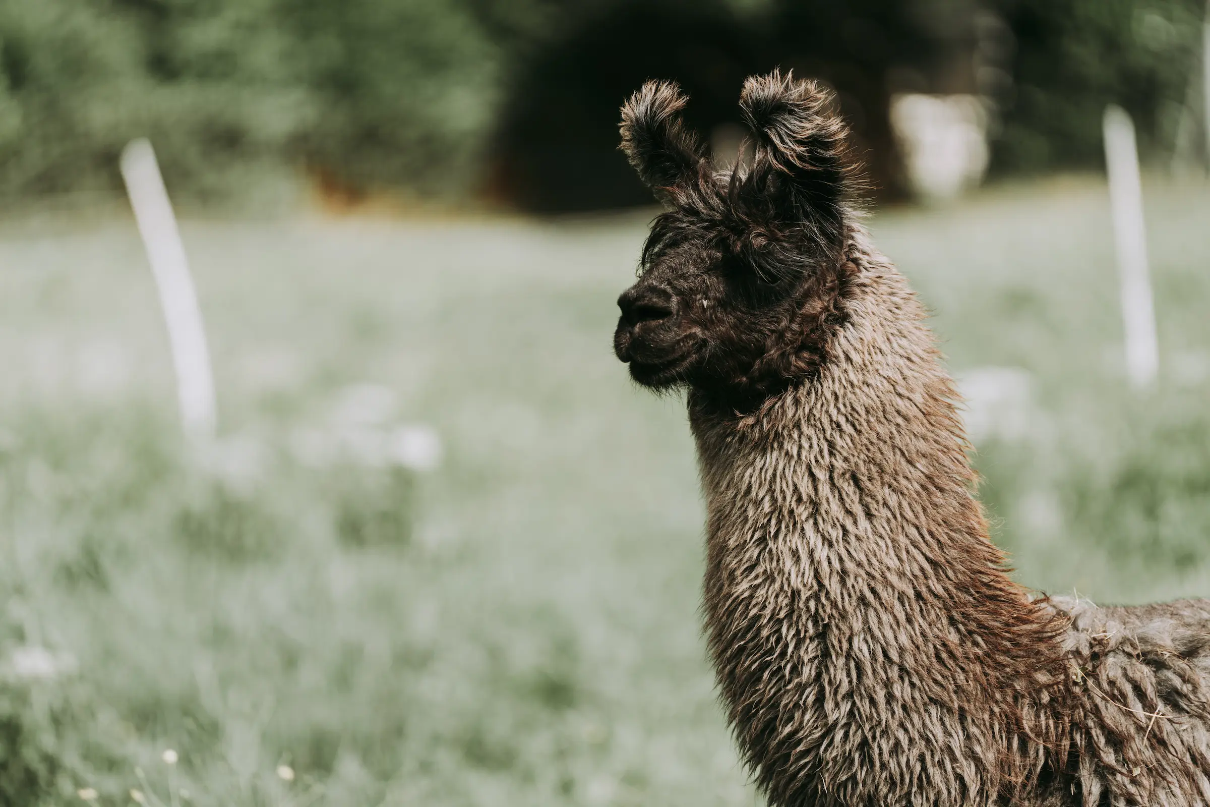 Das Lama | Lama del Sol